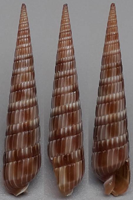 shellauction.net :: Terebra sp. - 3603024