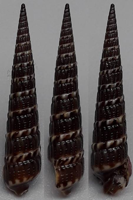 shellauction.net :: Terebra sp. - 3603025