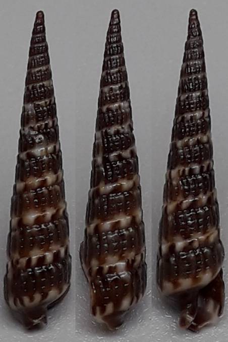 shellauction.net :: Terebra sp. - 3603026