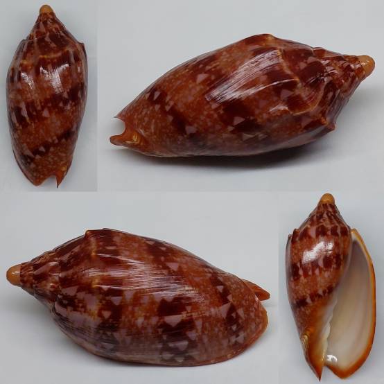 shellauction.net :: Cymbiola innexa - 3603115