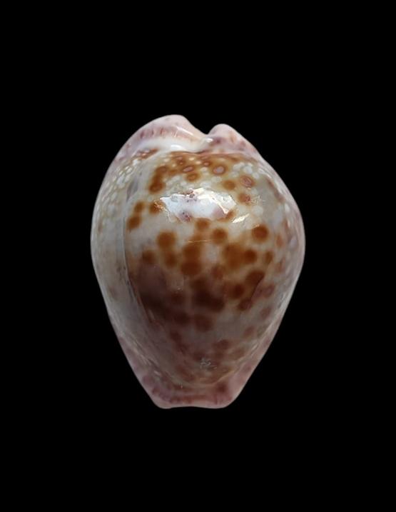 shellauction.net :: Naria marginalis - 3603142