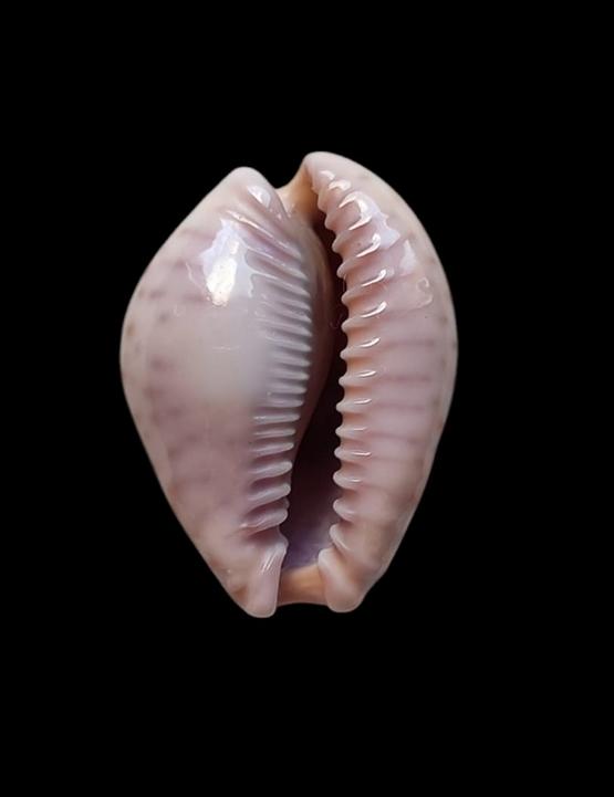 shellauction.net :: Naria marginalis - 3603142