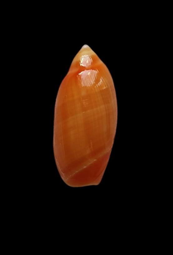 shellauction.net :: Ancilla faustoi - 3603174