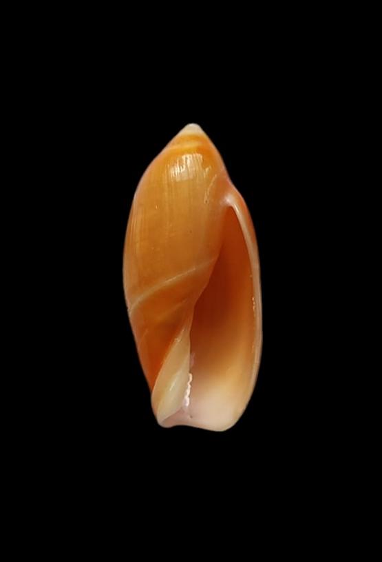 shellauction.net :: Ancilla faustoi - 3603174