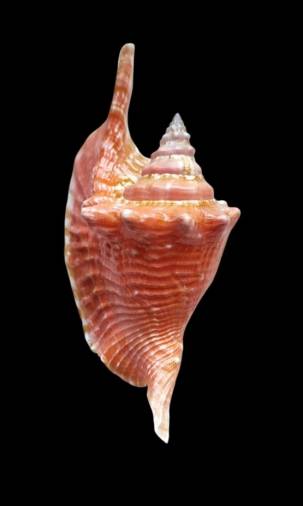 shellauction.net :: Aliger gallus - 3603183