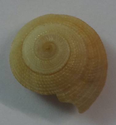 shellauction.net :: Heliacus fallaciosus - 3603206