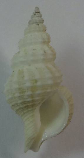 shellauction.net :: Nassaria fusiformis - 3603246