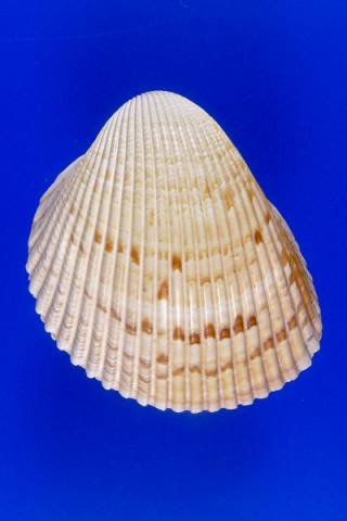 shellauction.net :: Dinocardium robustum vanhyningi - 3603301