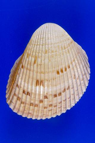 shellauction.net :: Dinocardium robustum vanhyningi - 3603301