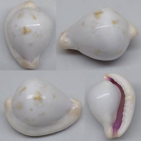 shellauction.net :: Ovula ovum - 3603524