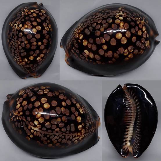 shellauction.net :: Mauritia mauritiana - 3603624