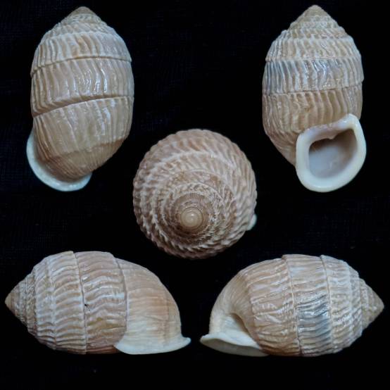 shellauction.net :: Cerion geophilus - 3603724