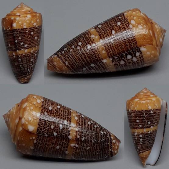shellauction.net :: Conus nobilis victor - 3603738