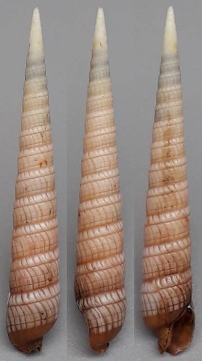 shellauction.net :: Terebra sp. - 3603800