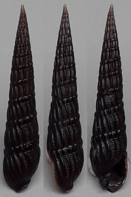 shellauction.net :: Terebra sp. - 3603801