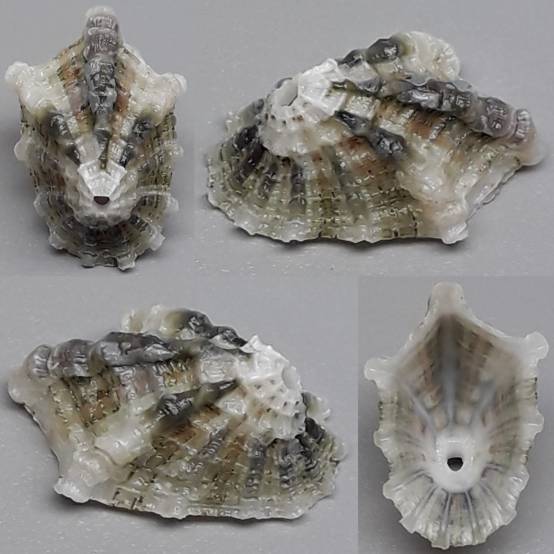 shellauction.net :: Patella sp. - 3603835