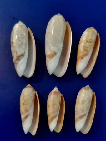 shellauction.net :: Oliva sp. - 3603928