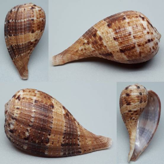 shellauction.net :: Ficus ficus - 3603944