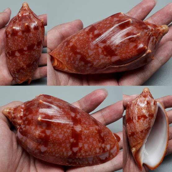 shellauction.net :: Cymbiola innexa - 3603980