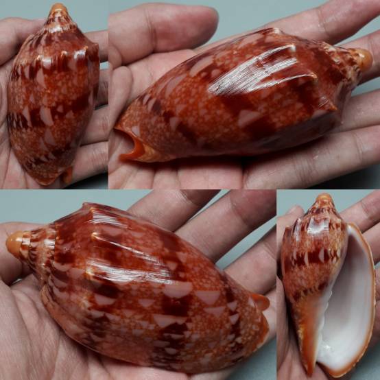 shellauction.net :: Cymbiola innexa - 3603981