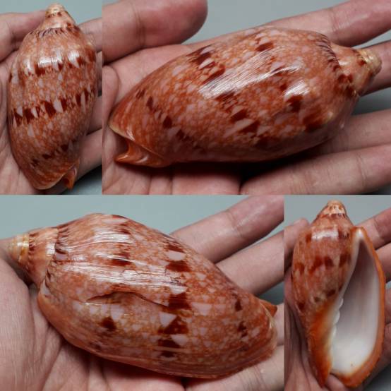 shellauction.net :: Cymbiola innexa - 3603982