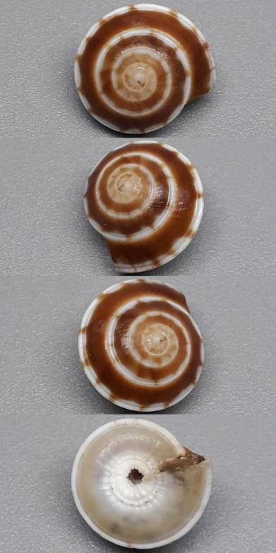 shellauction.net :: Architectonica sp. - 3604105