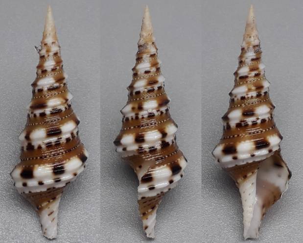 shellauction.net :: Turris spectabilis - 3604262