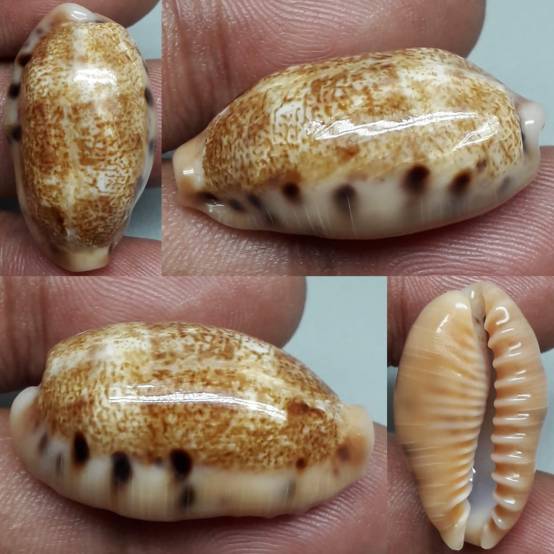 shellauction.net :: Erronea caurica - 3604292