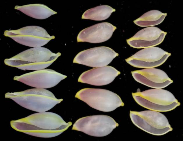 shellauction.net :: Xandarovula xanthochila - 3604309