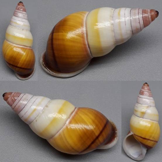 shellauction.net :: Amphidromus laevus kissuensis - 3604401