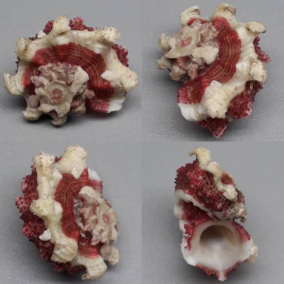 shellauction.net :: Angaria formosa - 3604446