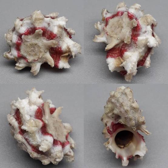 shellauction.net :: Angaria formosa - 3604447