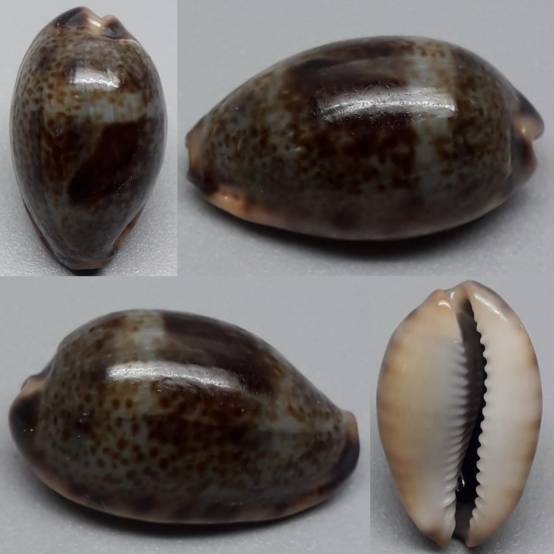 shellauction.net :: Erronea vredenburgi - 3604527