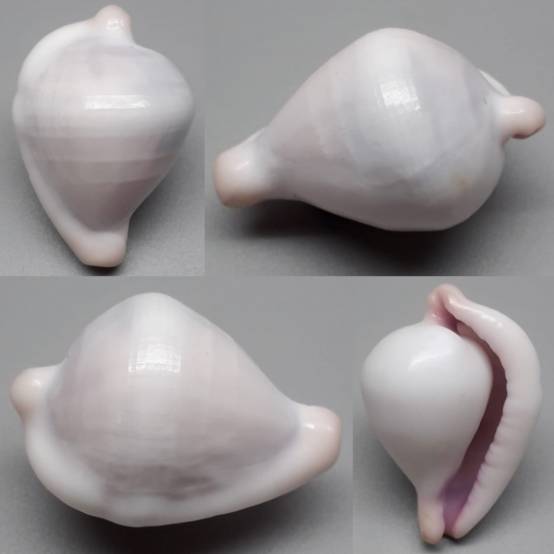 shellauction.net :: Ovula costellata - 3604536