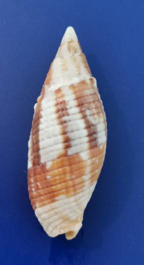 shellauction.net :: Mitra imperialis - 3604635