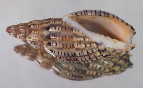 shellauction.net :: Lyria patbaili minifusca - 3604651