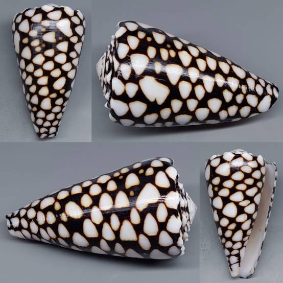 shellauction.net :: Conus marmoreus - 3604848