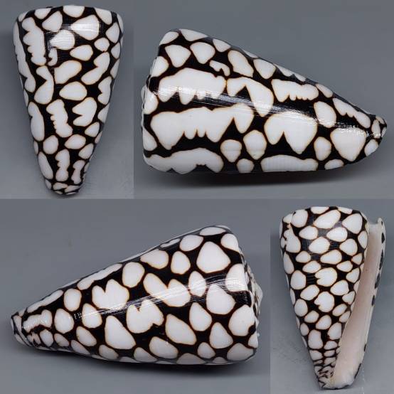 shellauction.net :: Conus marmoreus - 3604849