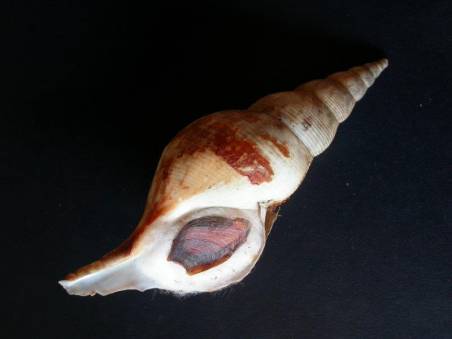 shellauction.net :: Colus islandicus - 3604856