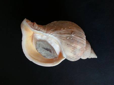 shellauction.net :: Neptunea antiqua - 3604878