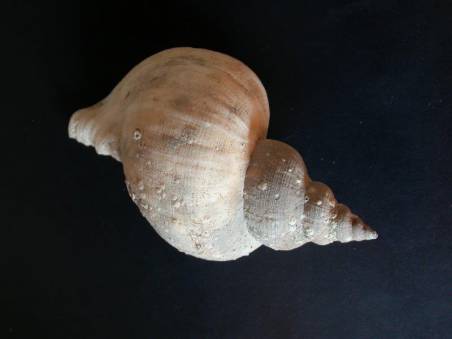 shellauction.net :: Neptunea antiqua - 3604878