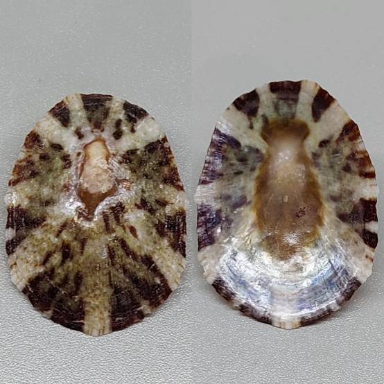 shellauction.net :: Patella sp. - 3604930