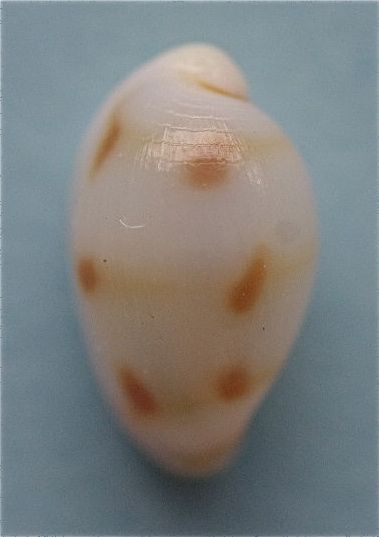 shellauction.net :: Diminovula punctata - 3604981