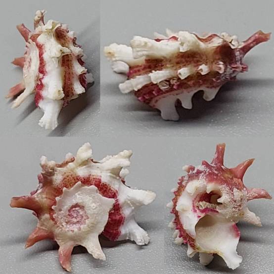 shellauction.net :: Angaria formosa - 3605061