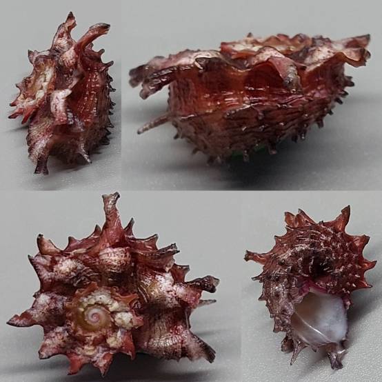 shellauction.net :: Angaria formosa - 3605064