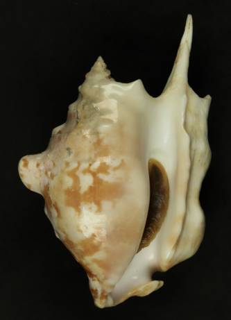 shellauction.net :: Strombus taurus - 3605174