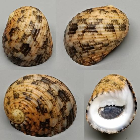 shellauction.net :: Nerita chamaeleon - 3605204