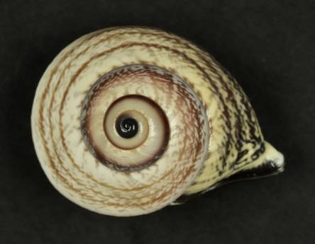 shellauction.net :: Rhynchotrochus strabo strabo - 3605234