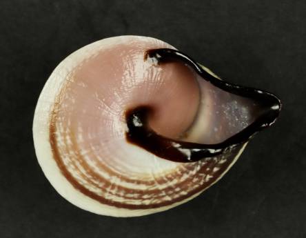 shellauction.net :: Rhynchotrochus strabo strabo - 3605234