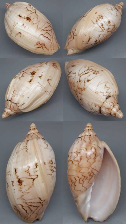 shellauction.net :: Cymbiola mariaemma - 3605274